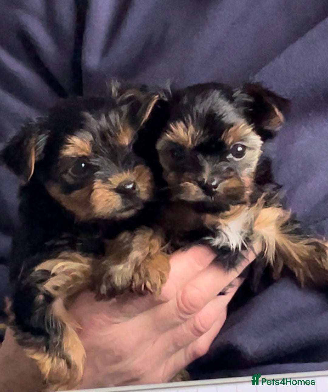 Mini Yorkshire Terrier puppies for sale | Pets4Homes