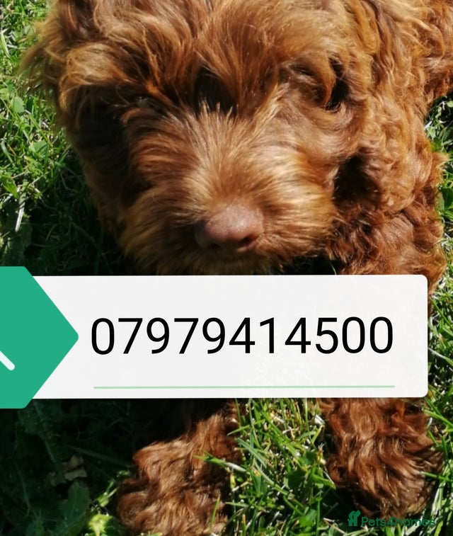 Cockapoo X Cavapoo; Cockalier-a-poo puppies for sale in Chichester ...