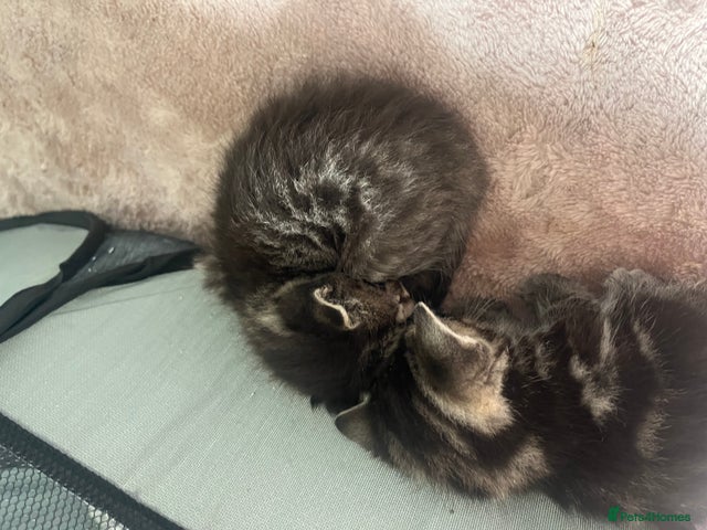 5 mixed tabby/bengal/tortoiseshell kittens for sale in Ellesmere Port ...