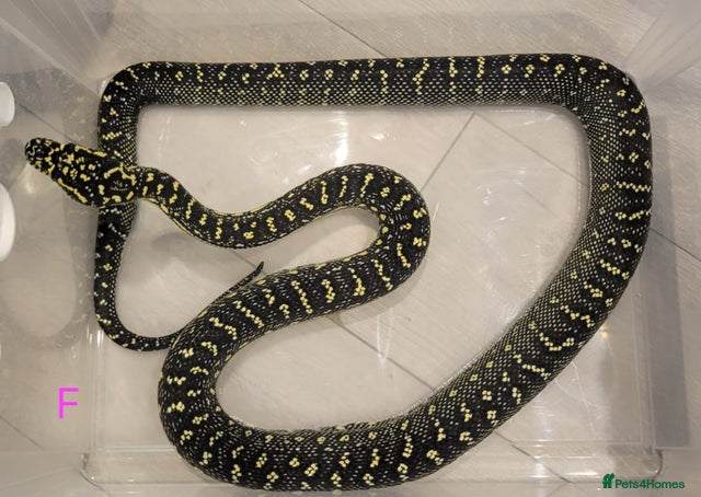 Diamond Carpet Pythons for sale in Lutterworth | Pets4Homes