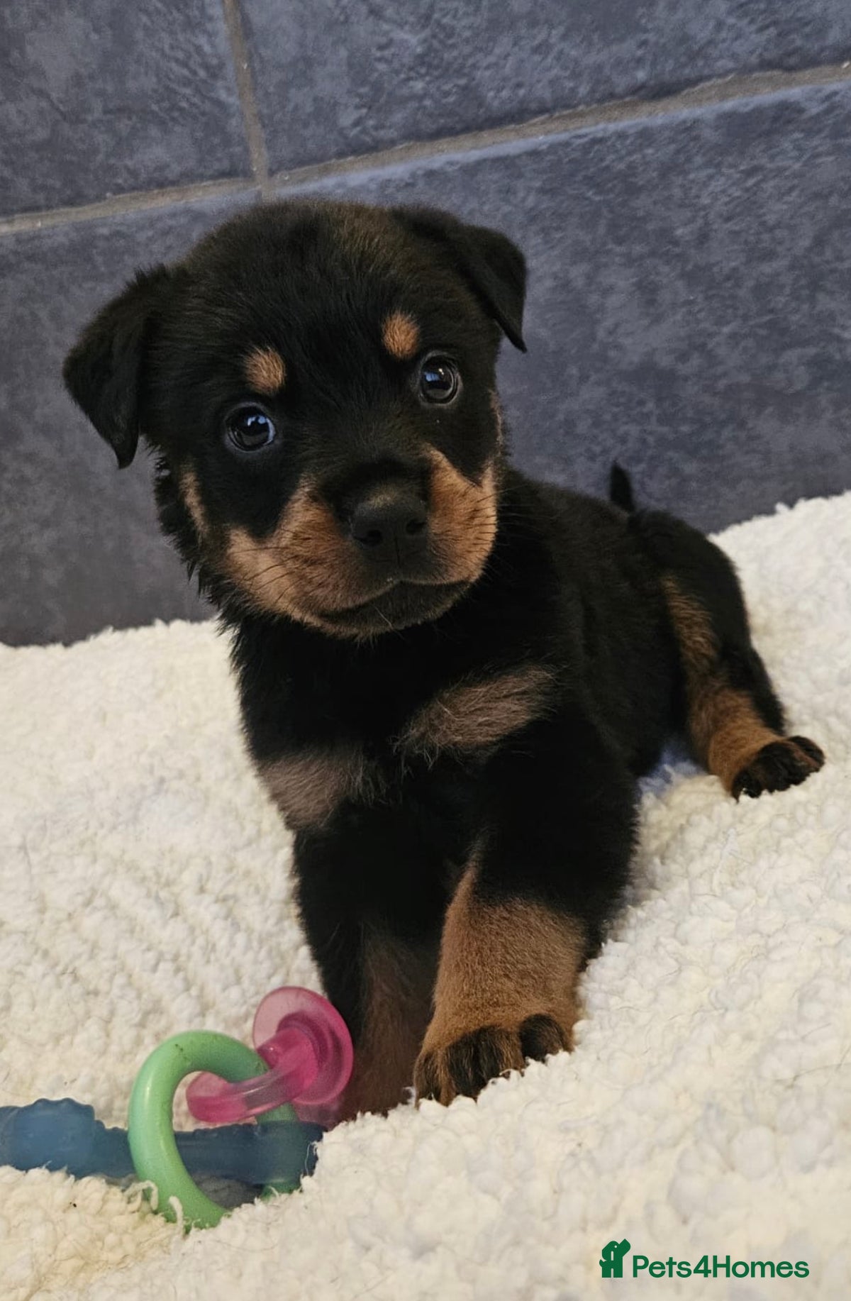 Pedigree Rottweiler pups for sale in | Pets4Homes