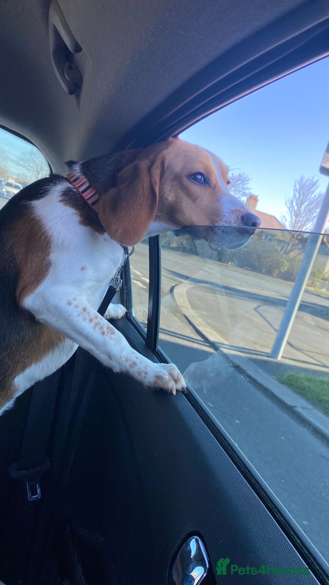 Beautiful Beagle looking for a new home for sale in Blackpool | Pets4Homes