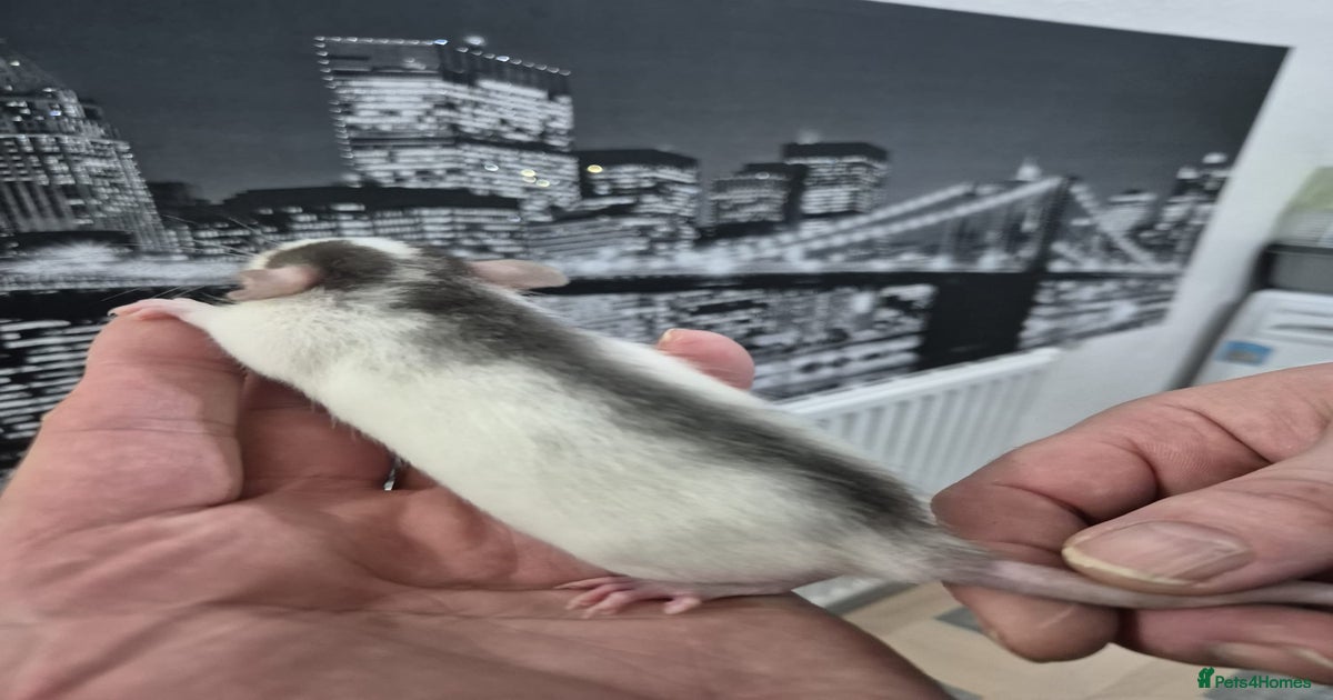 4 baby fancy rats for sale in Weston-super-Mare | Pets4Homes