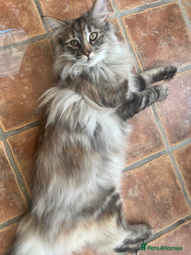 Full pedigree female Norwegian forest cat GCCF. for sale in Telford ...