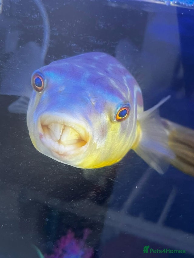 Fahaka puffer fish for sale in Leicester | Pets4Homes