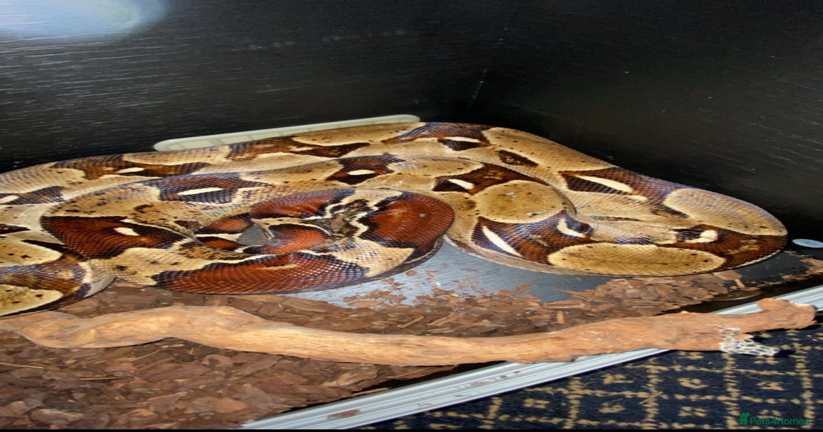 True red tail boa for sale in Richmond | Pets4Homes