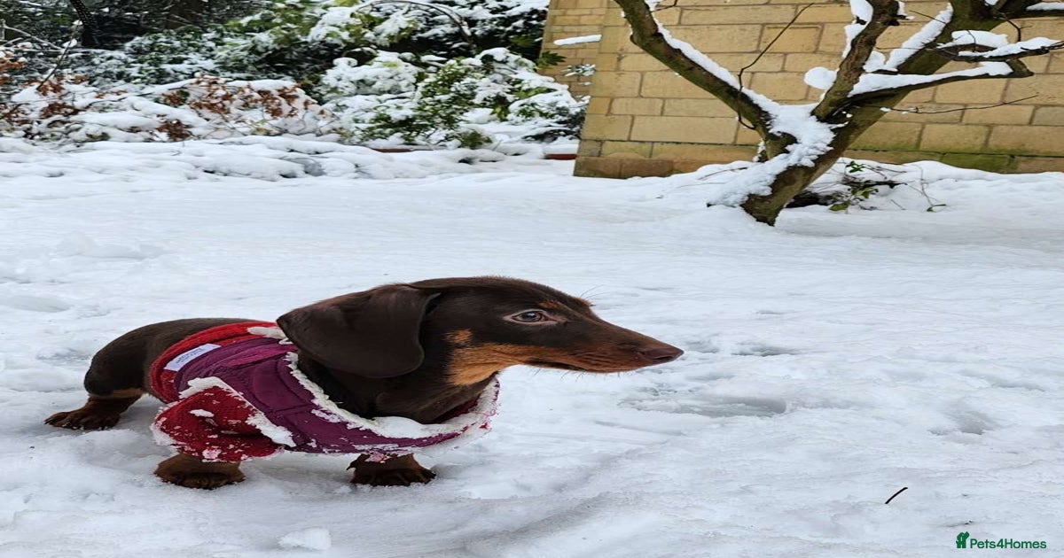 Brandy looking for forever home for sale in Huddersfield | Pets4Homes