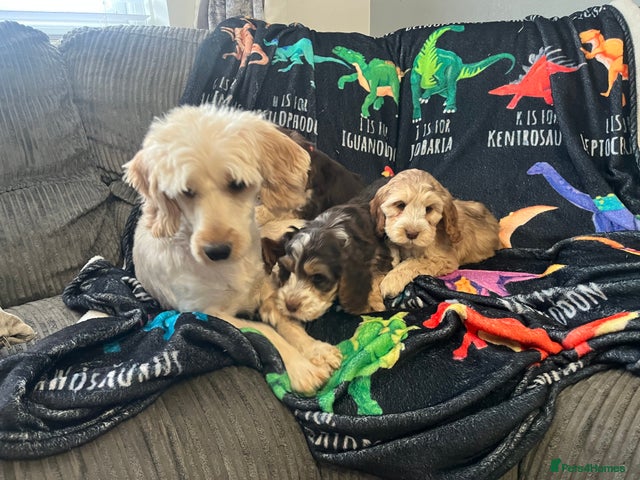 Beautiful sable Cockapoo puppies for sale in Wrexham | Pets4Homes