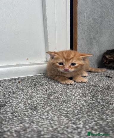Ginger Kittens for sale | Pets4Homes