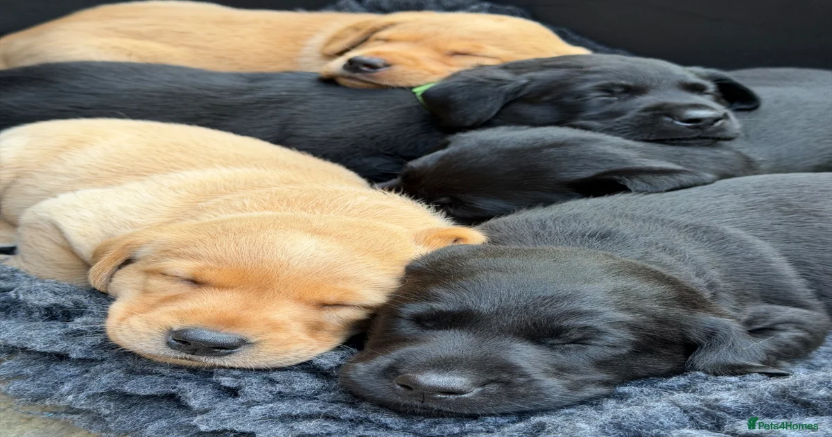 Dexter dog Puppies for sale | Pets4Homes