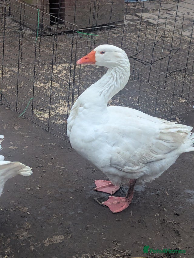 Bonded pair of emden geese. for sale in Stanley | Pets4Homes