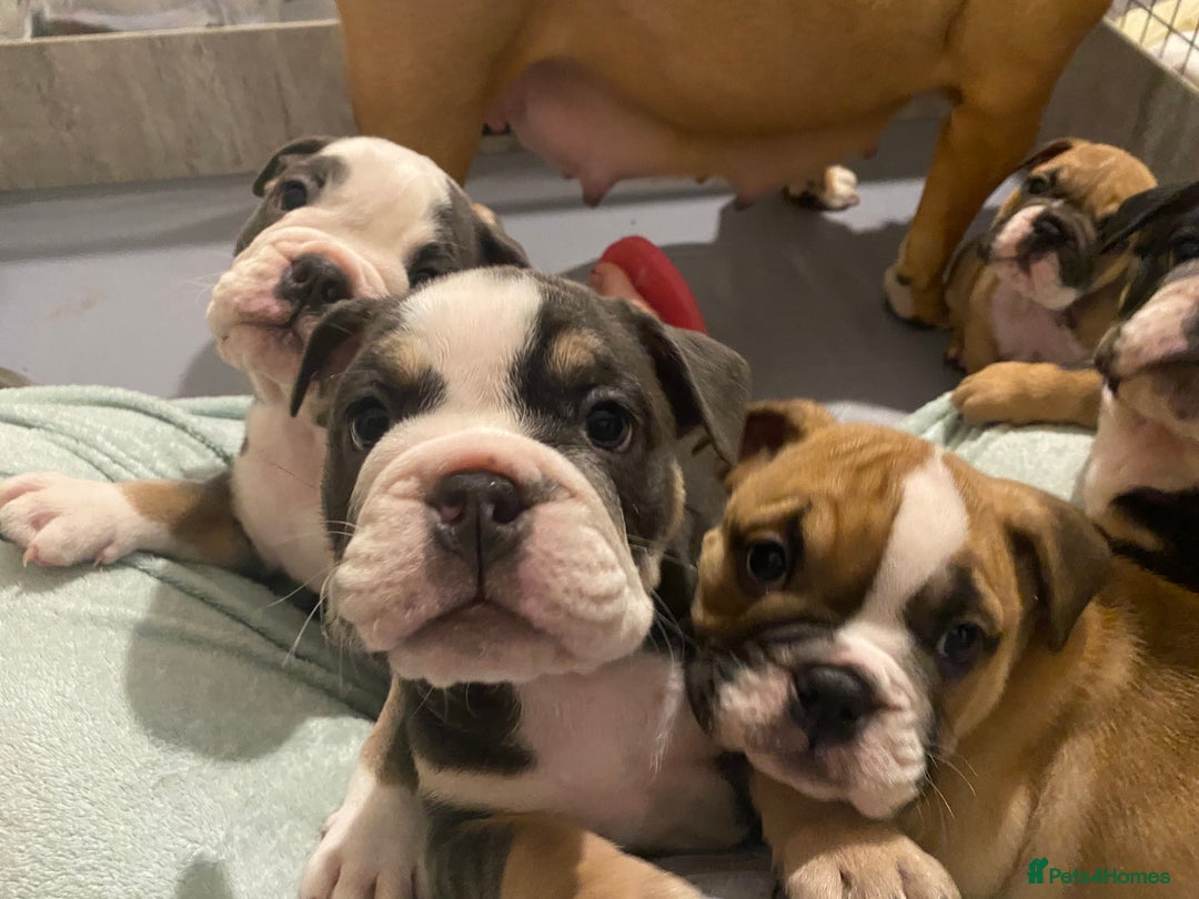 British English Bulldog puppies for sale | Pets4Homes