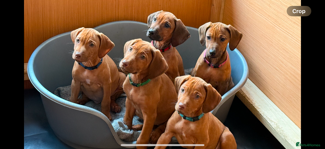 Rhodesian Ridgeback puppies for sale | Pets4Homes