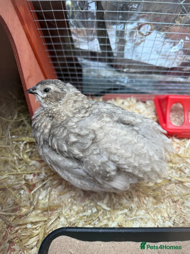 Male Quail For Rehome for sale in Guildford | Pets4Homes