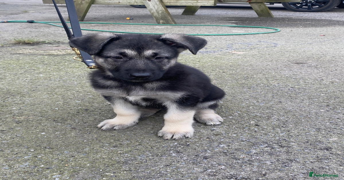 East European shepherd (veo) for sale in Southsea | Pets4Homes
