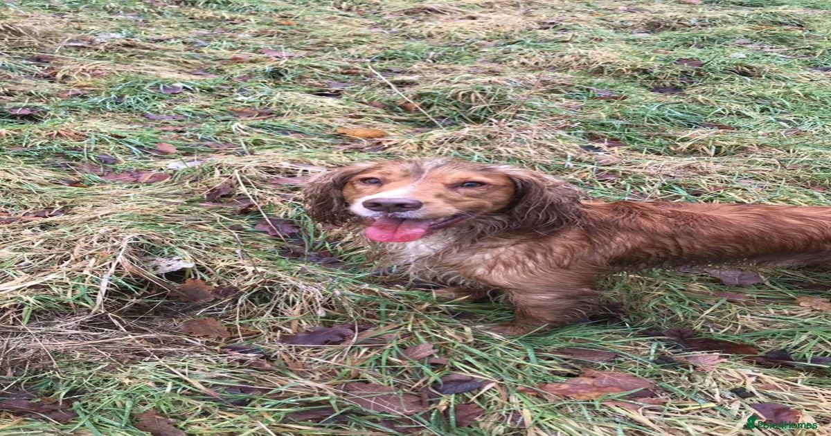Proven working cocker spaniel stud very well bred for stud in Sutton-in ...