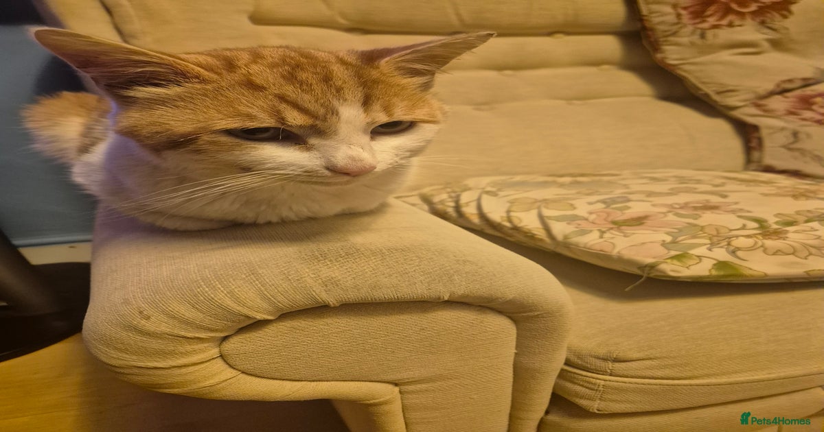 Beautiful ginger and white male for sale in Slough | Pets4Homes