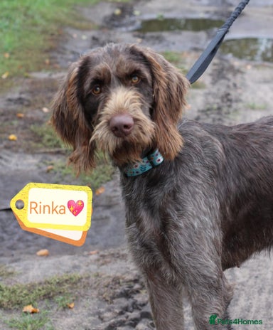 Free Dogs for adoption | Pets4Homes