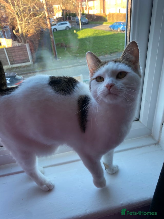 Female kitten for sale in Manchester | Pets4Homes