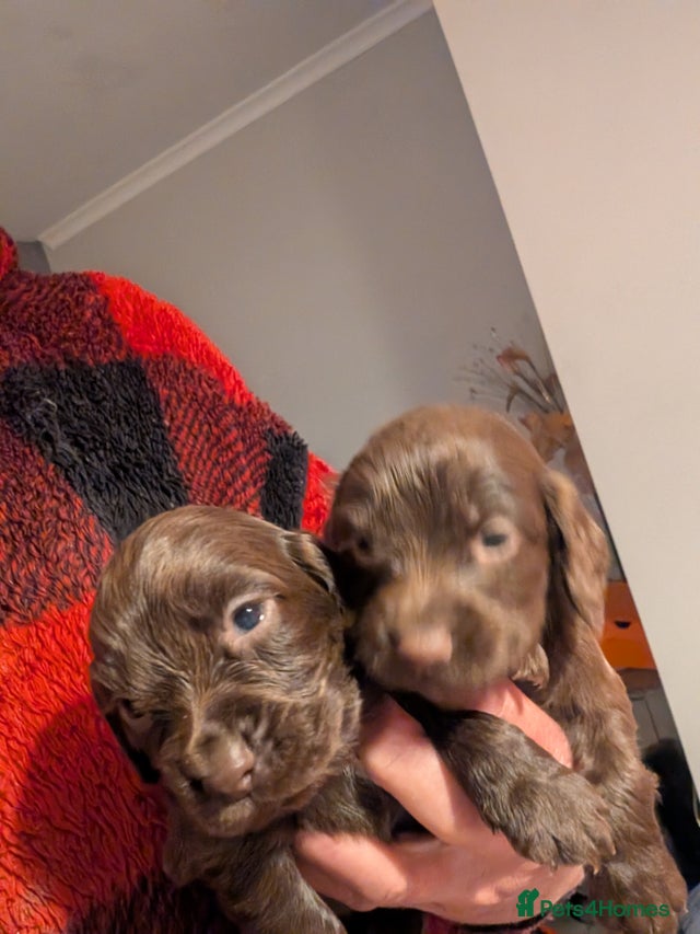 chocolate cocker spaniels stunning pups for sale in Merthyr Tydfil ...