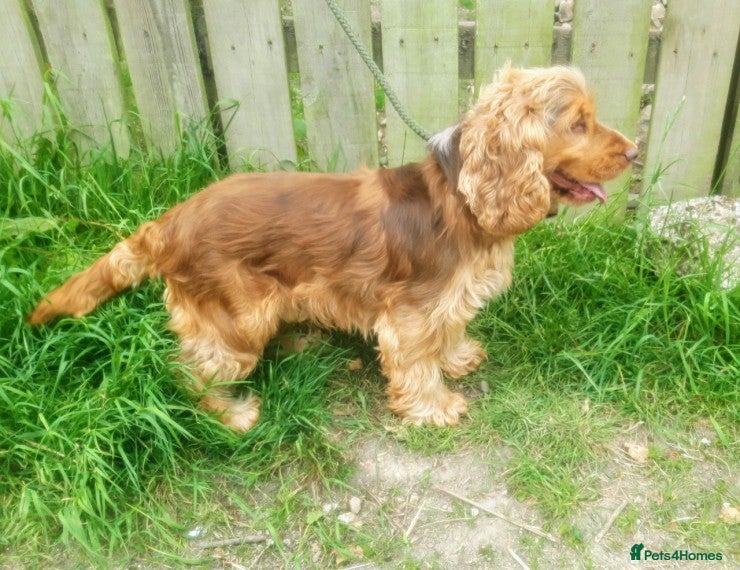 Sable Cocker Spaniel available for stud for stud in Saint Austell ...