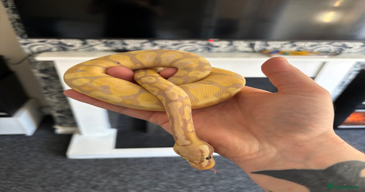 Banana & Lester ball Python with Vivs for sale in Stoke-on-Trent ...