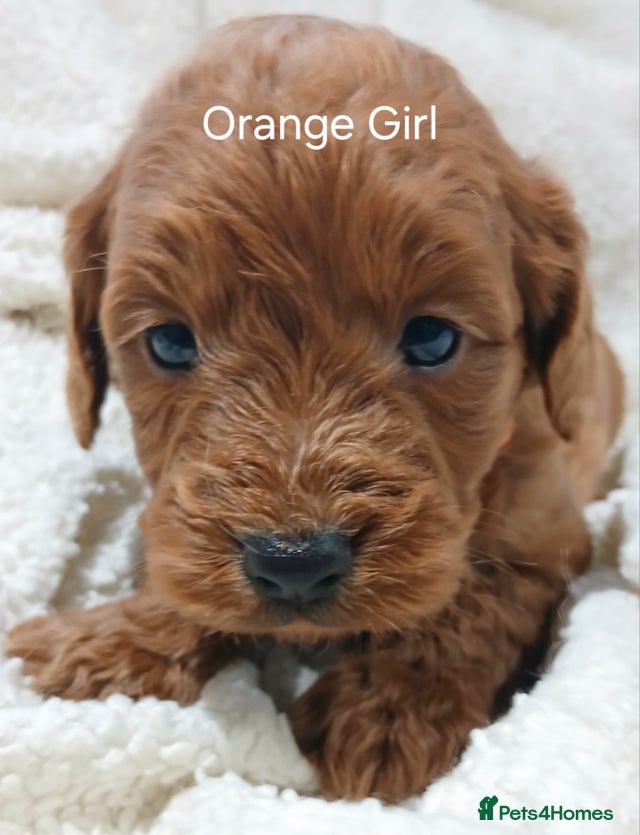 PRA UNAFFECTED cockapoo puppies for sale in Chesterfield | Pets4Homes