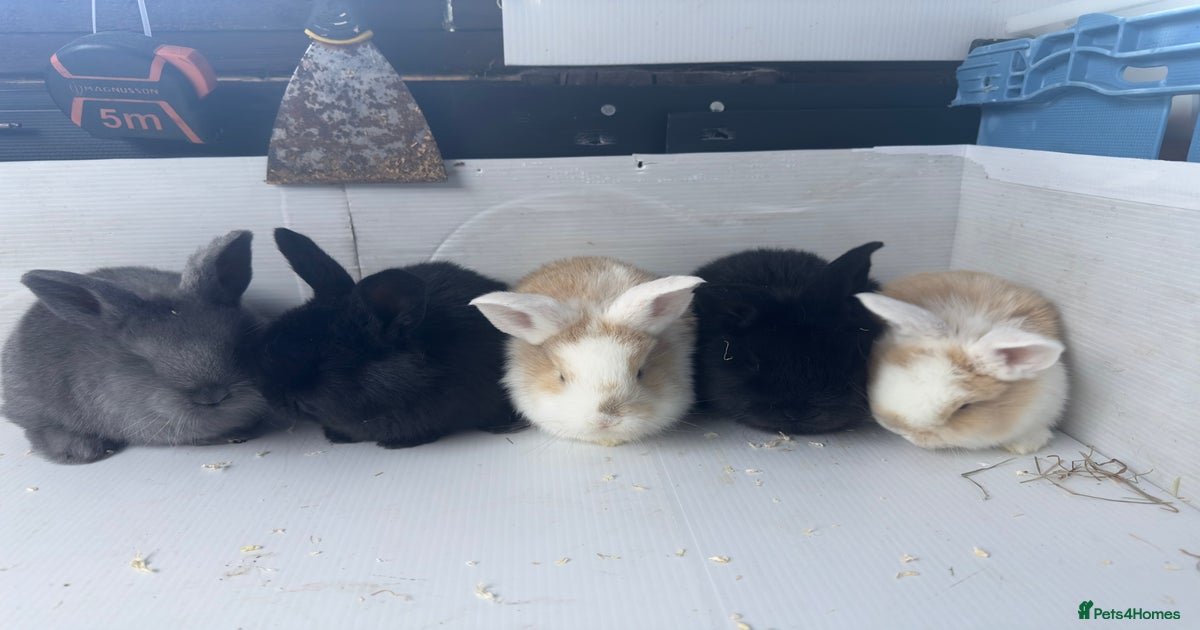 Baby Continental giants for sale in Manchester | Pets4Homes
