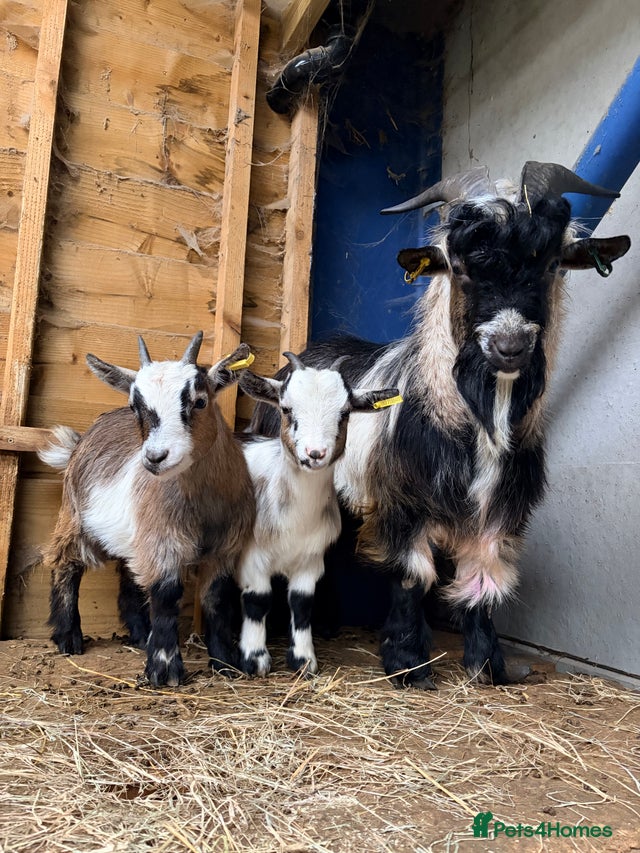 Billy Goat For Sale for sale in Whitchurch | Pets4Homes