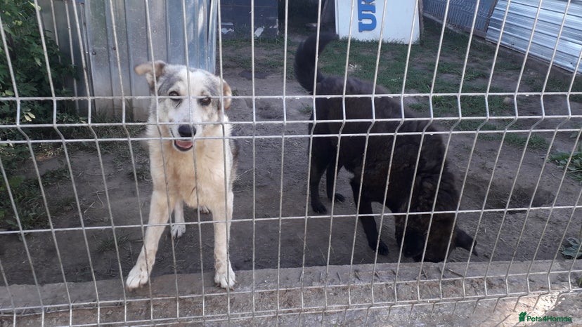 Free Dogs for adoption | Pets4Homes