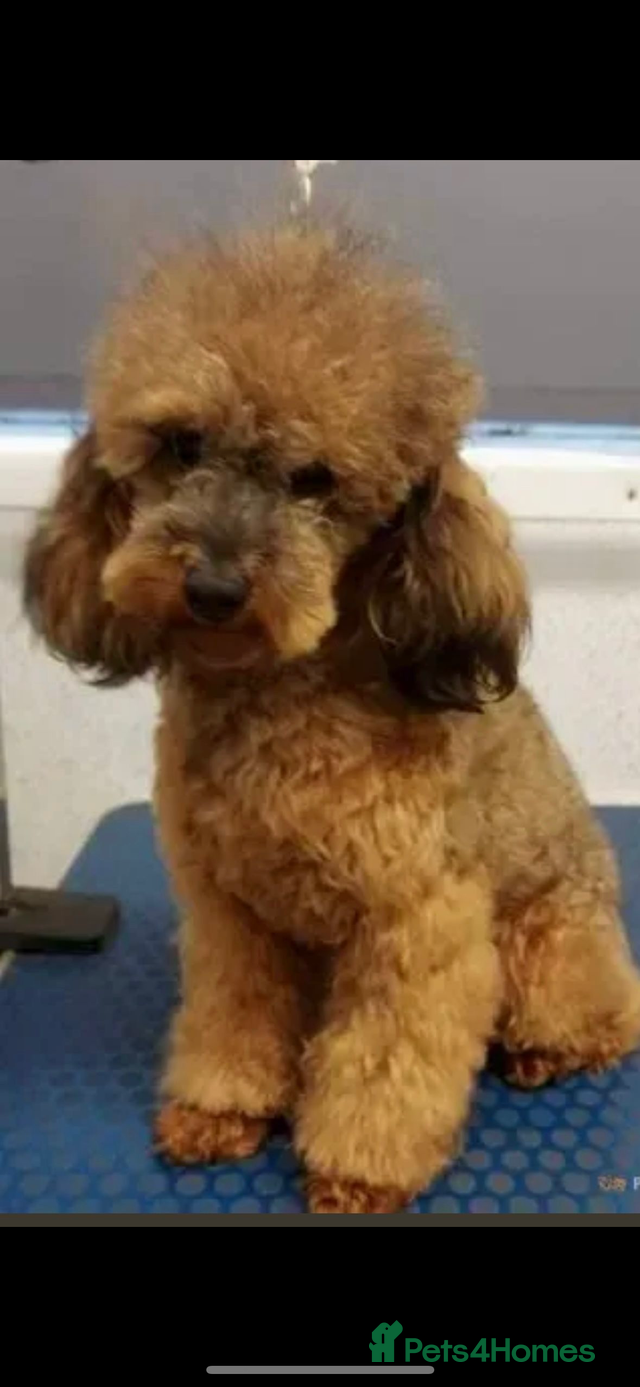 Beautiful DNA tested toy poodle stud for stud in Newmarket | Pets4Homes