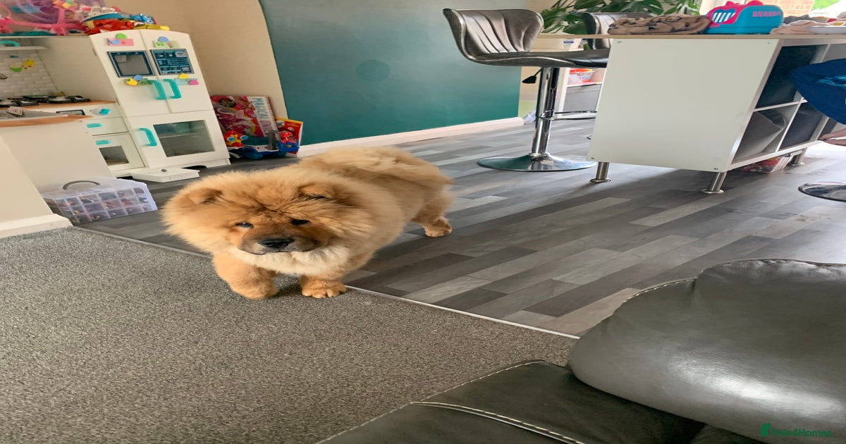 2 year old chow chow for sad rehoming for sale in Tamworth | Pets4Homes