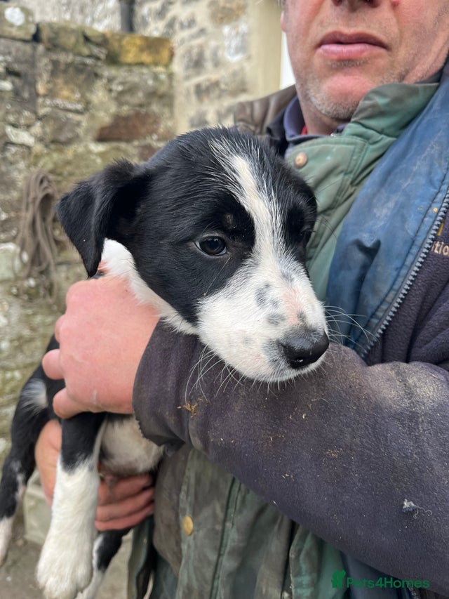 Working Border Collie Pups for sale in Barnard Castle | Pets4Homes