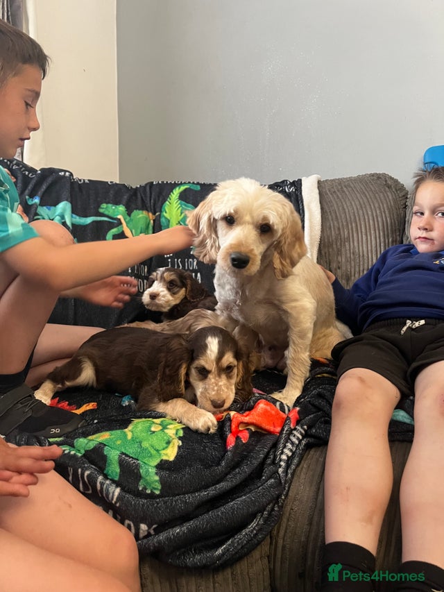 Beautiful sable Cockapoo puppies for sale in Wrexham | Pets4Homes