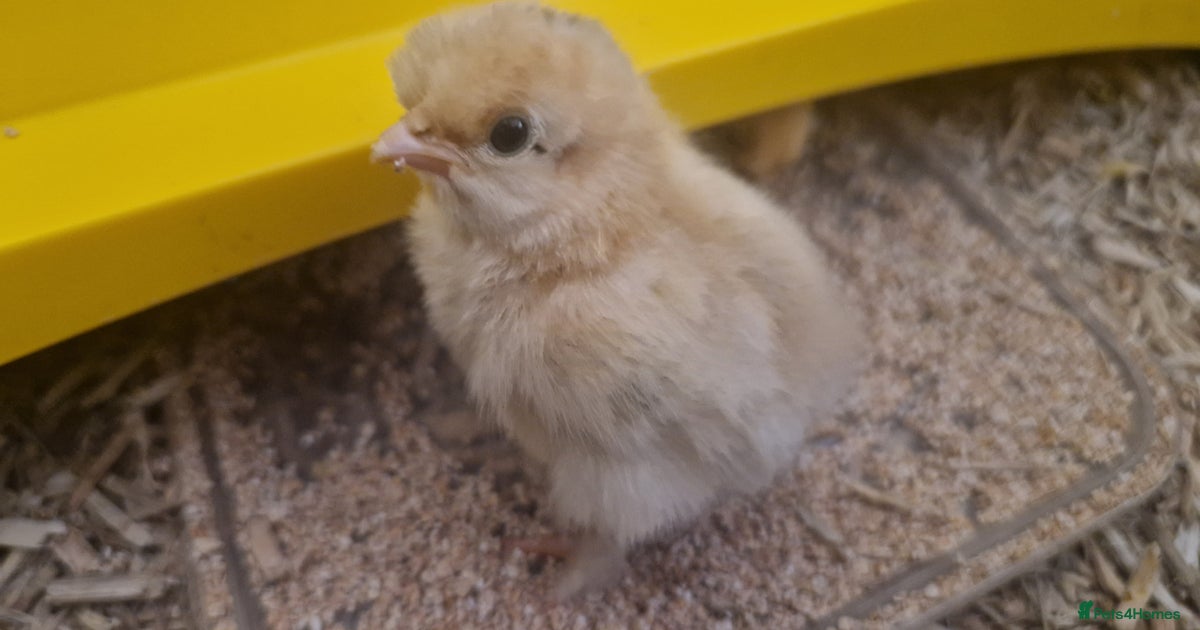Rare breed Miniature Citron Silkie chicks for sale in Harrogate ...