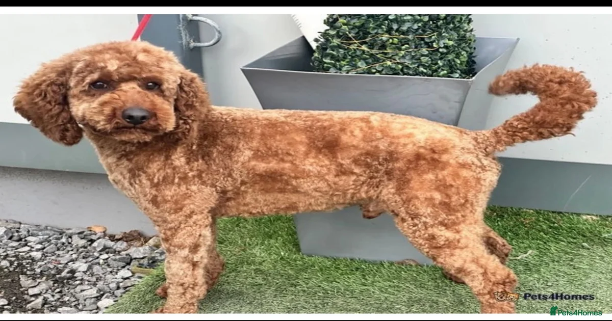 5 ⭐️ KC RED Stunning Miniature Poodle STUD for stud in Prudhoe | Pets4Homes
