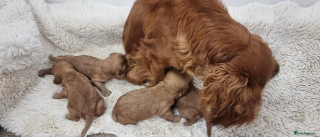 F1 Fox Red Toy Cavapoo puppies ️ KC/DNA PARENTS for sale in Egham ...