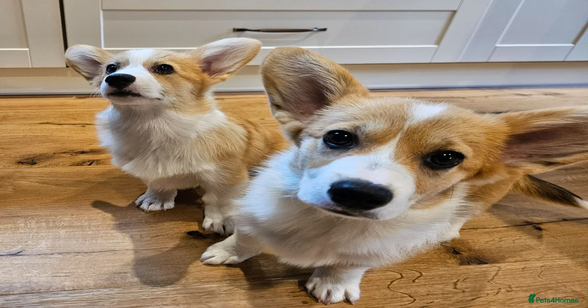 Corgi puppies Puppies for sale | Pets4Homes