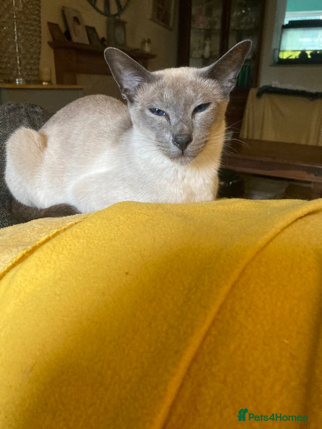 Ragamise kittens for sale in Swansea | Pets4Homes