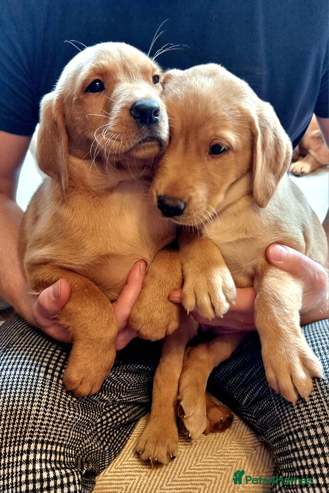 Beautiful Yellow & Fox Red Labrador puppies. for sale in Doncaster ...