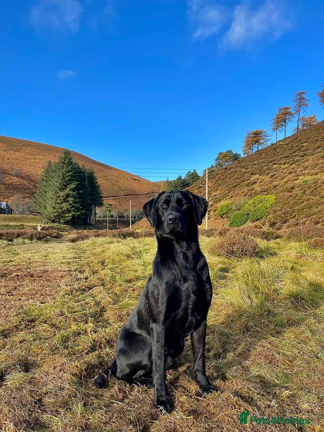 🐾 KC Registered Black Labrador Puppies 🐾 for sale in Tranent | Pets4Homes