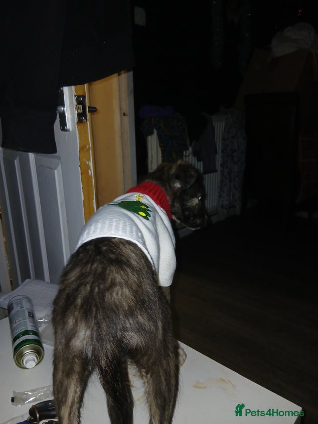 Female lurcher 14 weeks for sale in Ashington | Pets4Homes