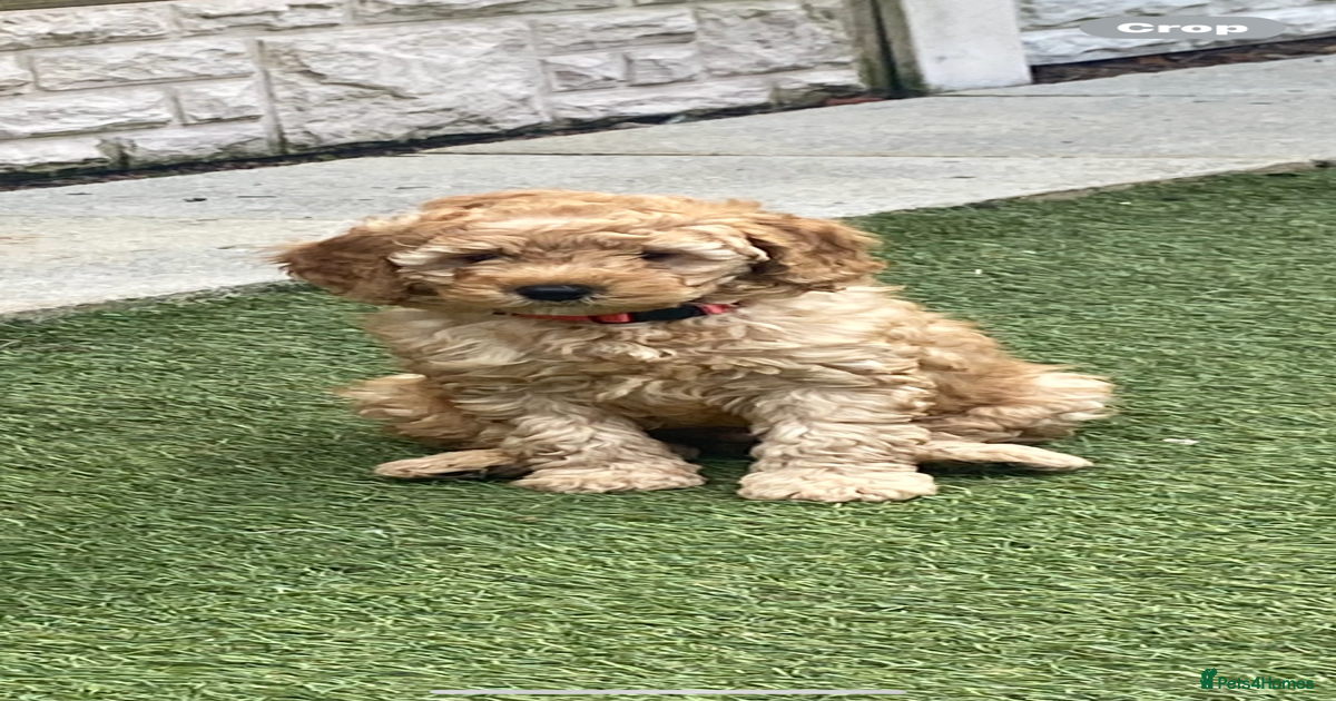 Cockapoo f1b for sale in Birmingham | Pets4Homes