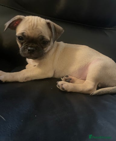 Chug Dogs Breed - Information, Temperament, Size & Price | Pets4Homes