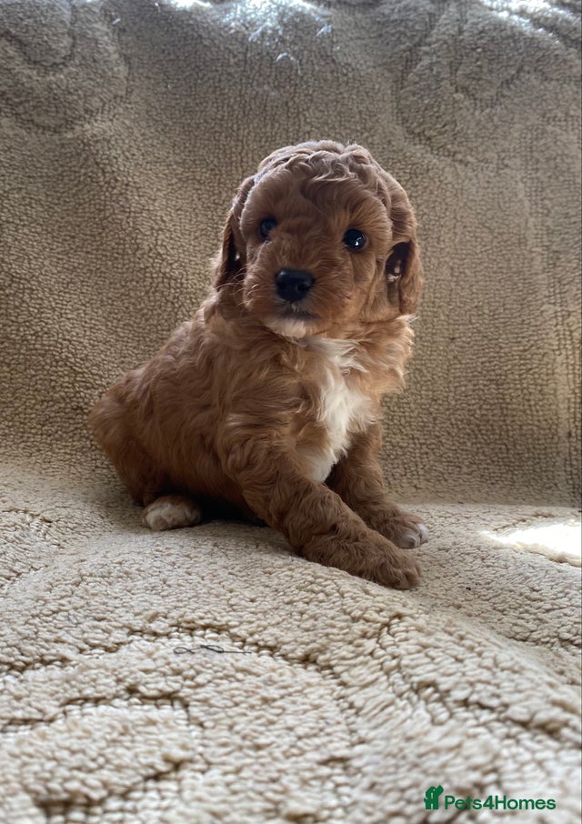 Gorgeous F1B toy cavapoos for sale in Norwich | Pets4Homes