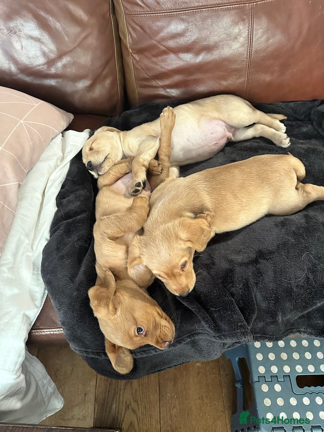 Meet the Cockerdors: Little Labbydabbydors for sale in Pontypool ...