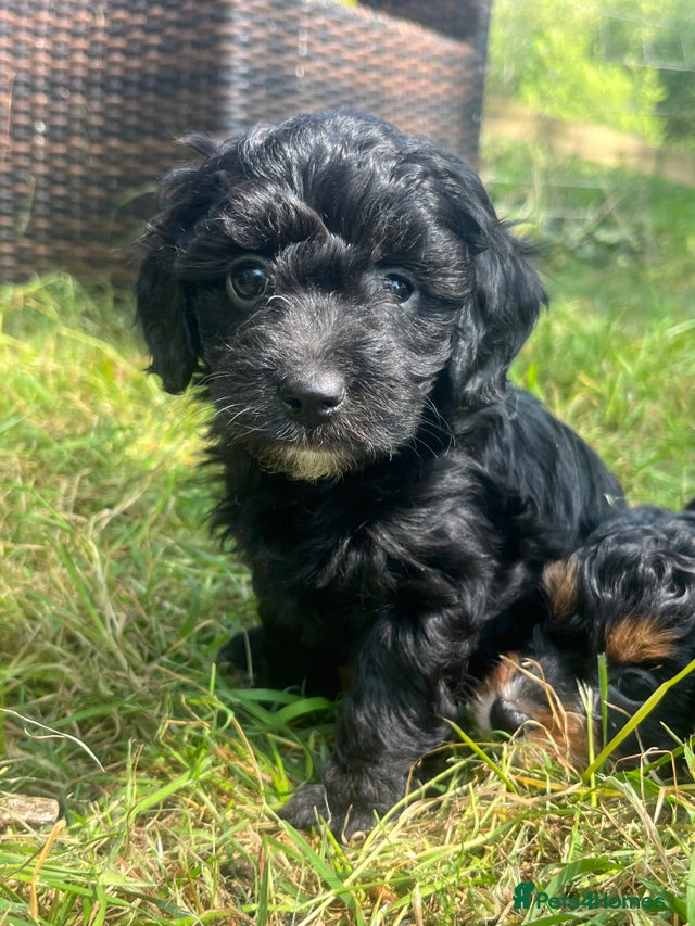 REDUCED! Beautiful cavapoos, **two girls left** for sale in Havant ...