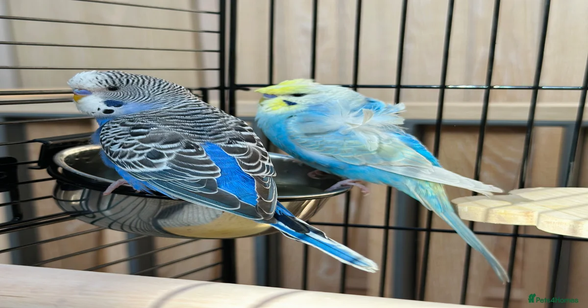 Birds for sale | Pets4Homes