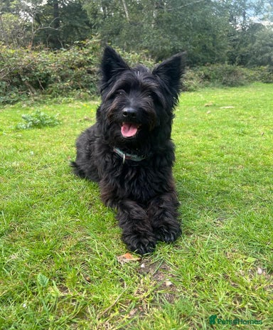 Small Dogs for adoption | Pets4Homes