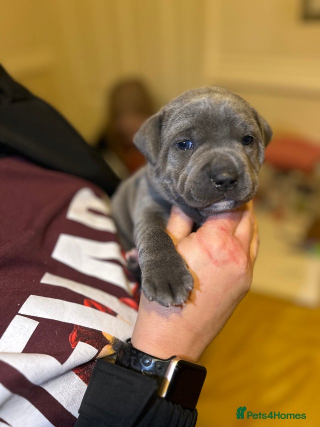 Blue Staffordshire bull terrier’s for sale in Chesterfield | Pets4Homes